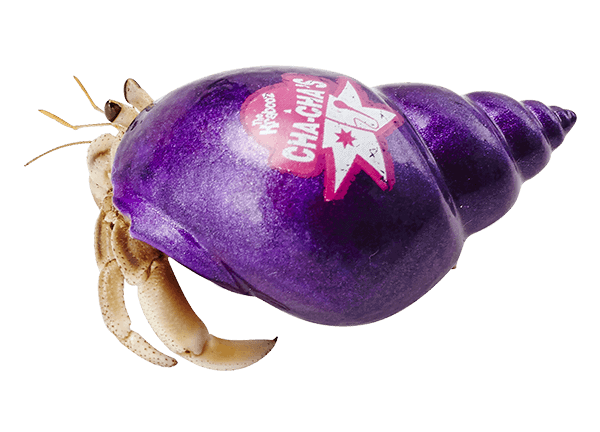 Krabooz | Live Hermit Crabs, Food, Supplies, Aquariums