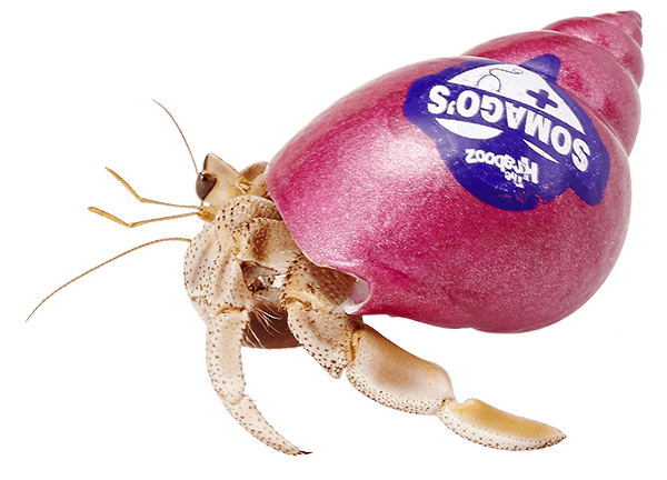 Krabooz | Live Hermit Crabs, Food, Supplies, Aquariums
